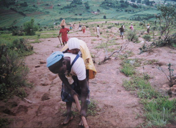 Zimbabwe Permaculture: community transformation in just 20 years ...